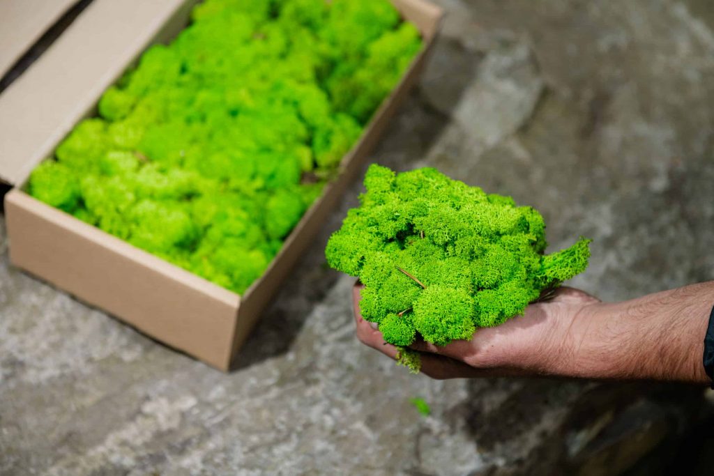 Islandmoos Konserviert | Moos für die Wand und Moosbild 5kg