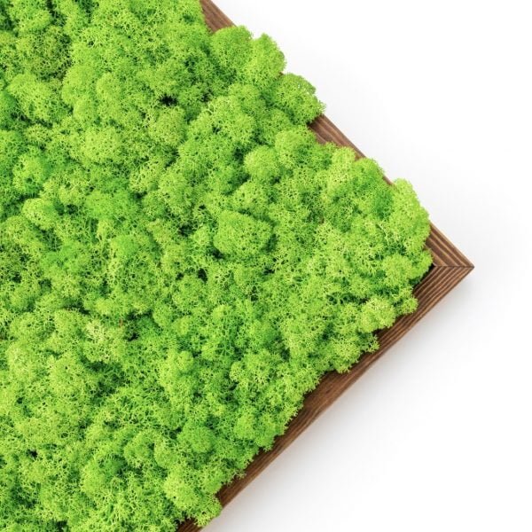 Moosbild mit Kugelmoos Siberian Moos Farn und LED Beleuchtung - Ekomoss