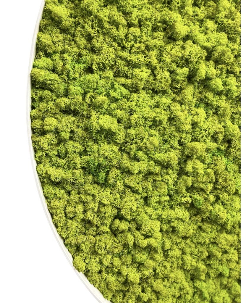 Moosbilder Rund 3er Set mit Islandmoos - Online Kaufen!