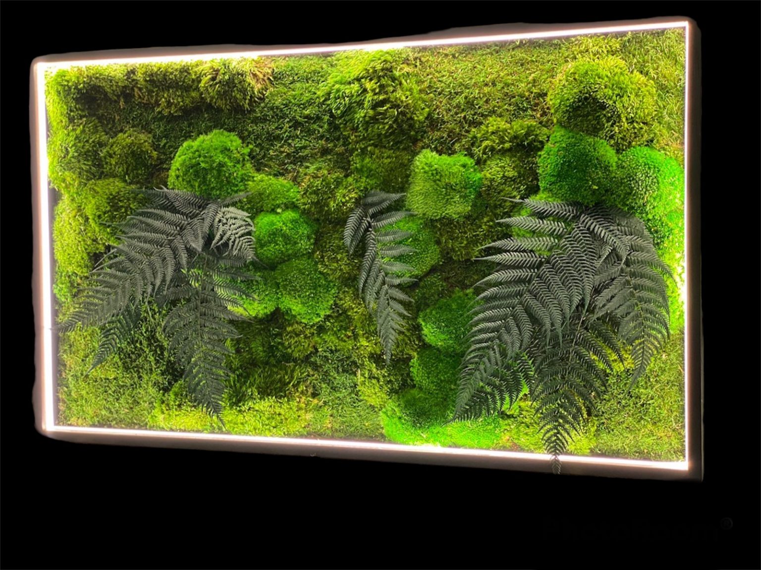 Moosbild Beleuchtet mit Kugelmoos Siberian Moos und Farn