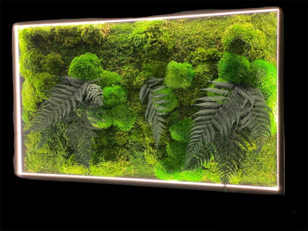 Moosbild Beleuchtet mit Kugelmoos Siberian Moos und Farn