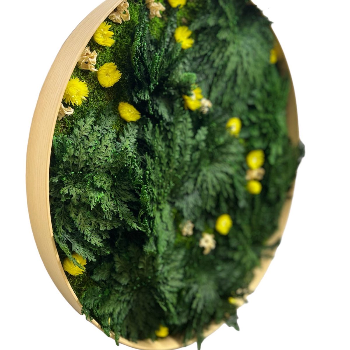 Set Moosbild aus Pflanzen Remix | Moos Bildset - Free Shipping!