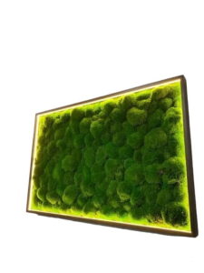 Moosbild mit Kugelmoos und LED Beleuchtung - Ekomoss