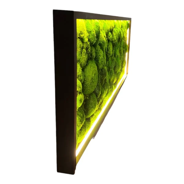 Moosbild mit Kugelmoos und LED Beleuchtung - Ekomoss