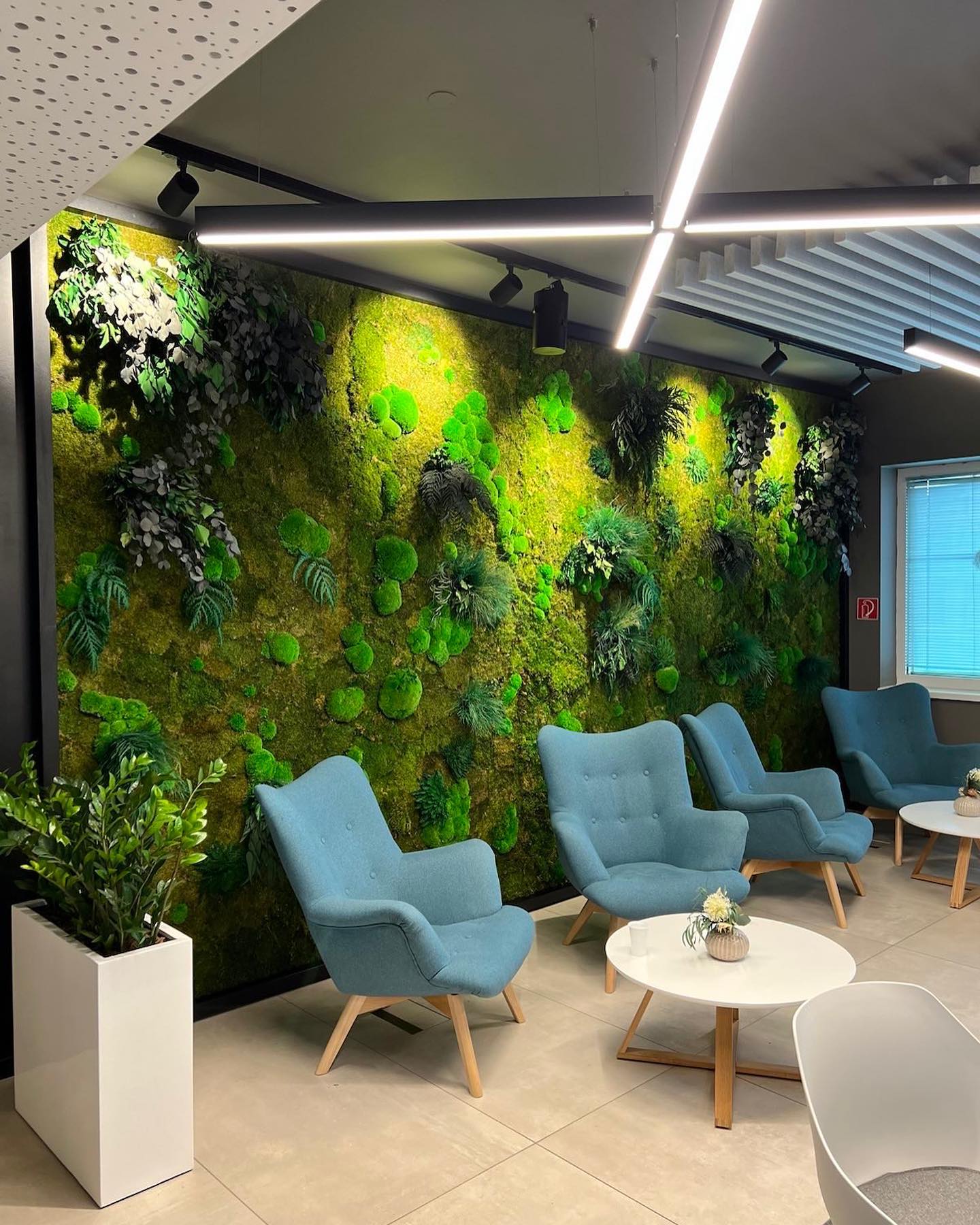 Moosbild mit Kugelmoos und LED Beleuchtung - Ekomoss