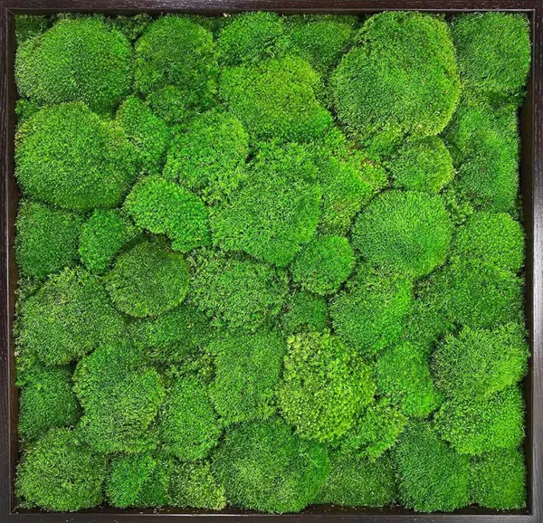 Kugelmoos Bild - Moosbild mit echtem Moos von Ekomoss